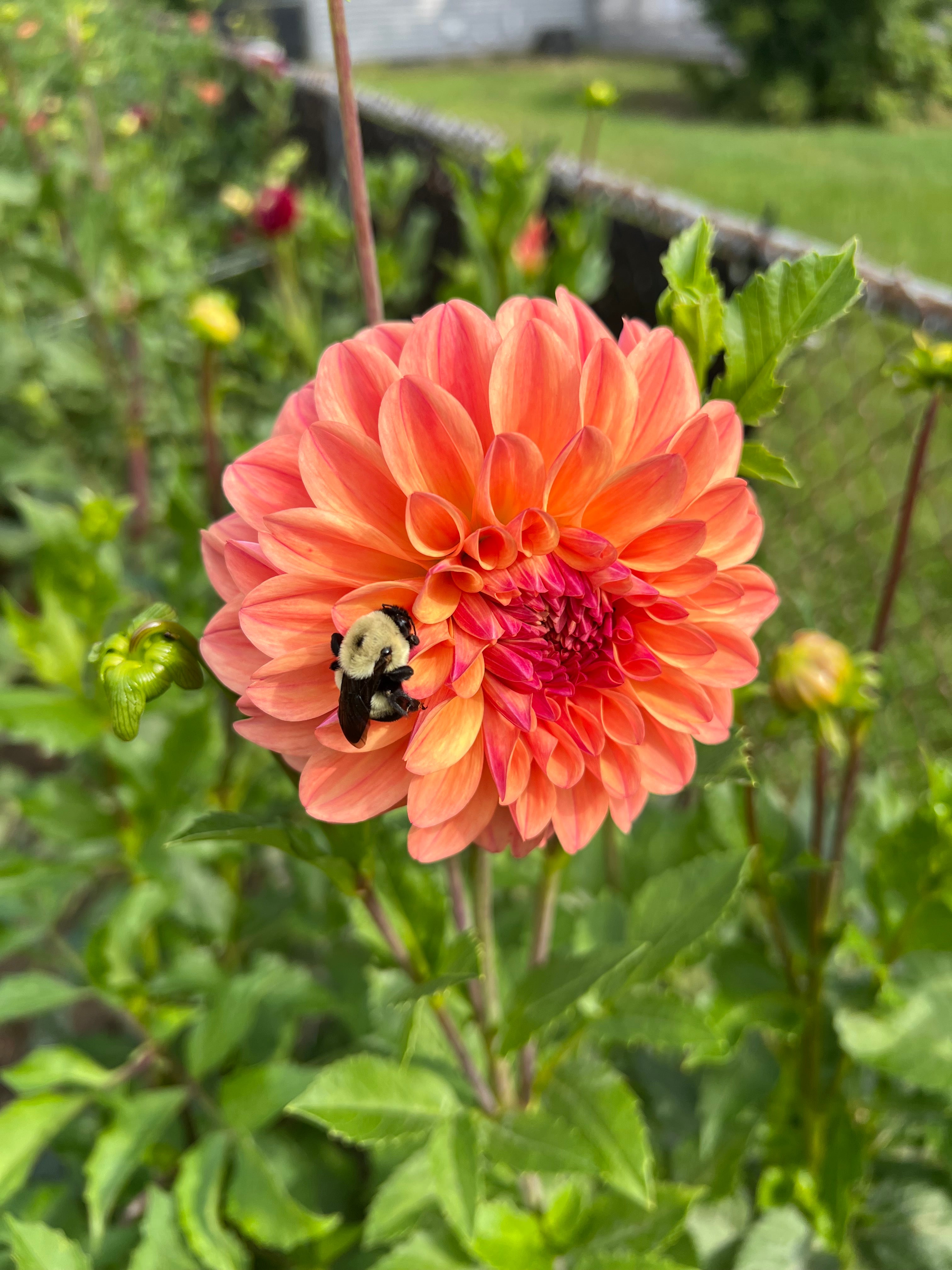 Ferncliff Copper – Cultivate Garden Co.