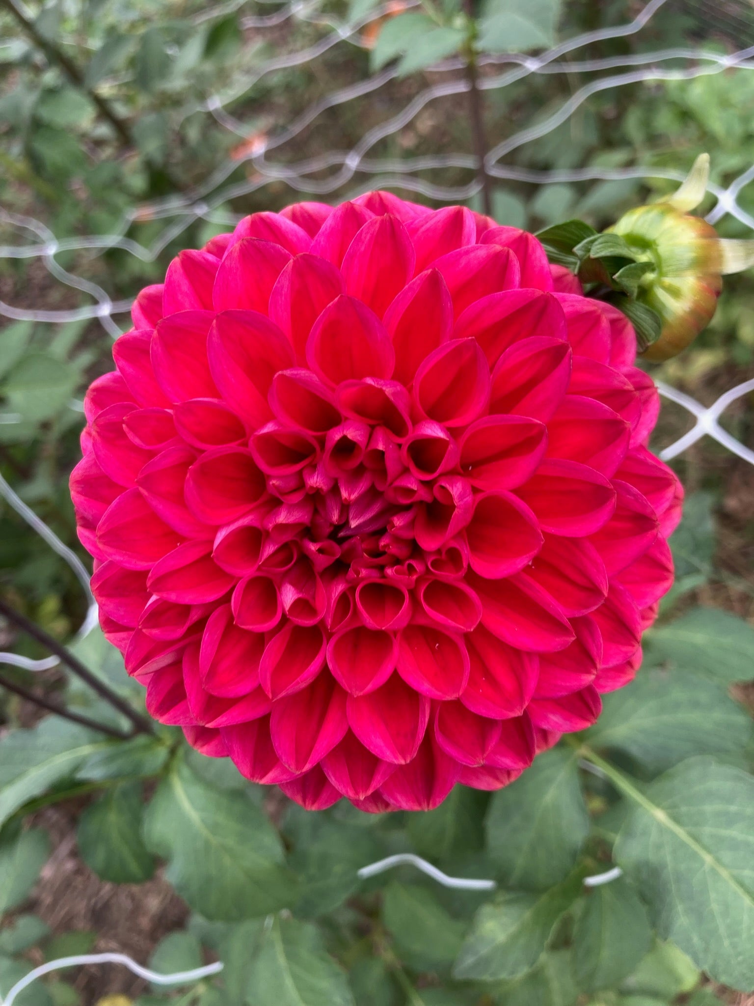 Great Dahlia Grower Tempest Tubers – Cultivate Garden Co.